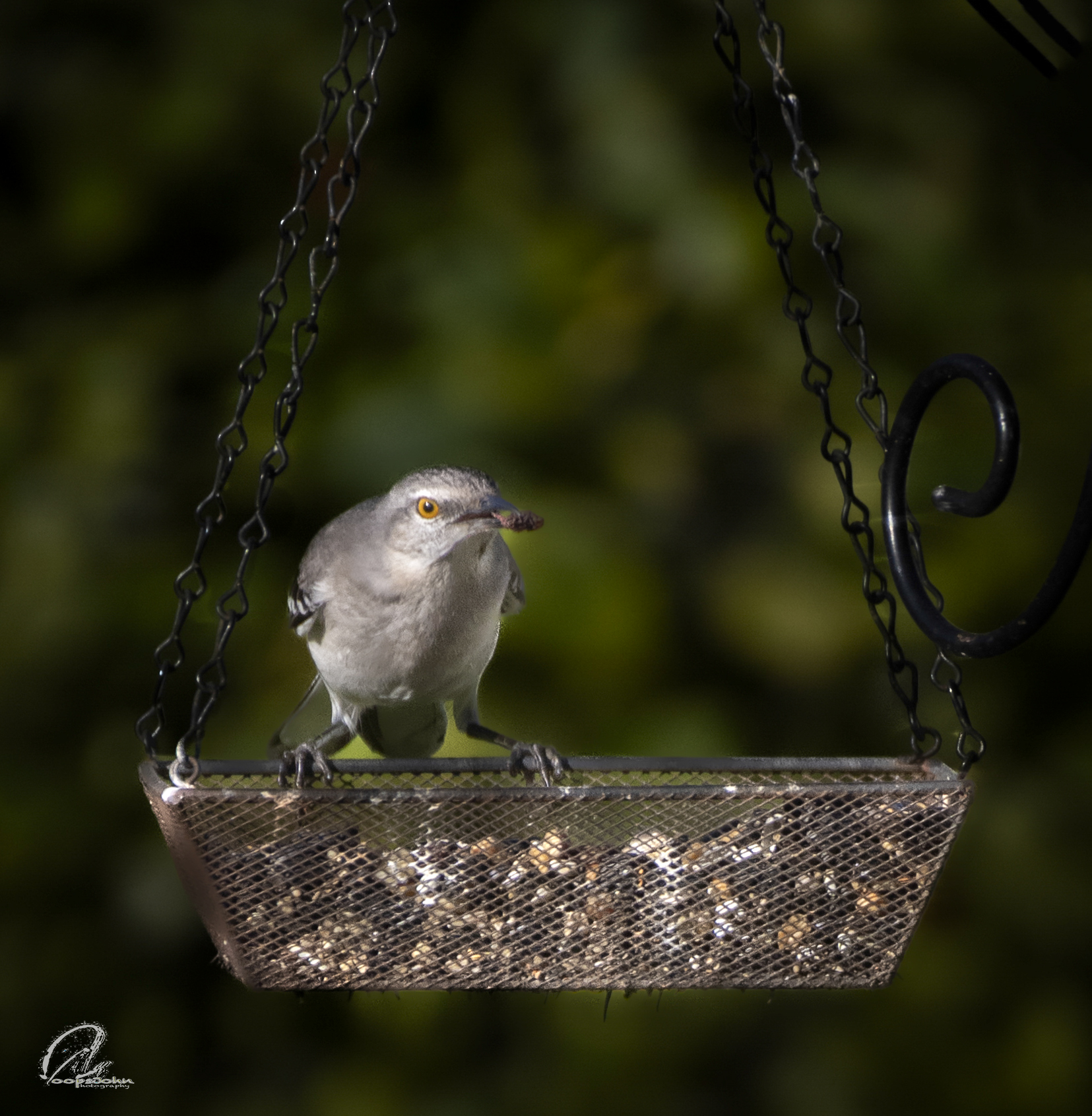 Front Porch Photography – giblets & flapdoodle
